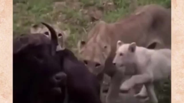 动物世界的食物链,真是弱肉强食,狮子吃水牛!
