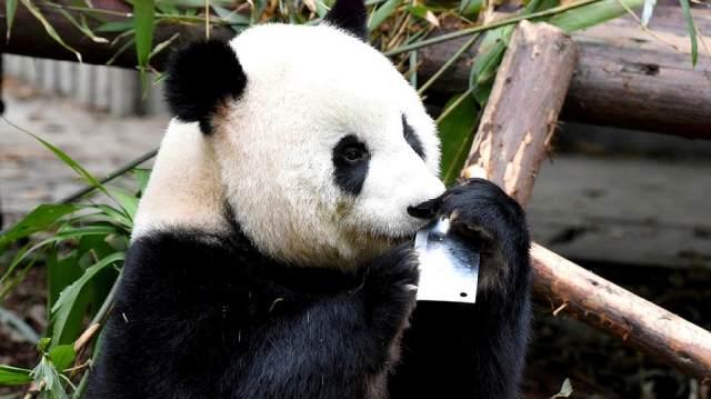 真食铁兽?!饲养员遗落菜刀,大熊猫握刀啃咬吓坏游客