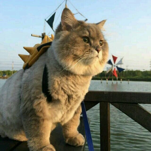 张森先生 
