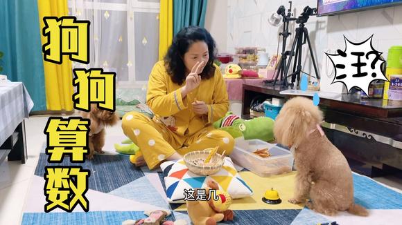 聪明的泰迪狗狗,不仅会算数还会各种表演,厉害了