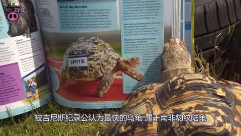 动物是最通人性的,有着感情和思想,人们应该把动物保护起来 : 世界...