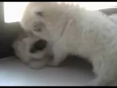 【萌死人!小奶狗打架】动物搞笑视频集锦 狗狗萌宠搞笑视频_标清