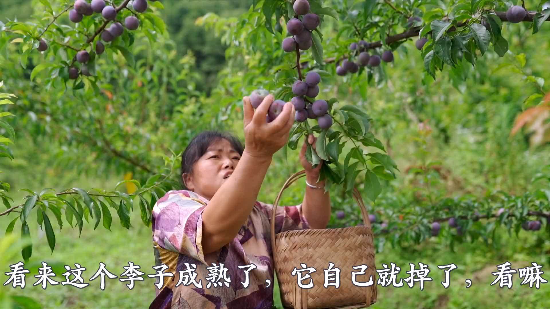 桃子家去果园摘李子,红彤彤的挂一串,果实累累看着真诱人!