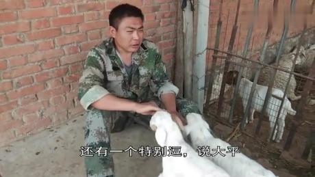 给羊打疫苗最常见的有三联四防等等,对照一下,这些你都打对了吗