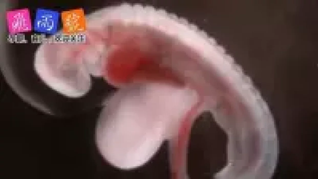 从精卵到婴儿刚出生, 3D动画演示最全孕期胎儿发育过程, 感叹生命的...