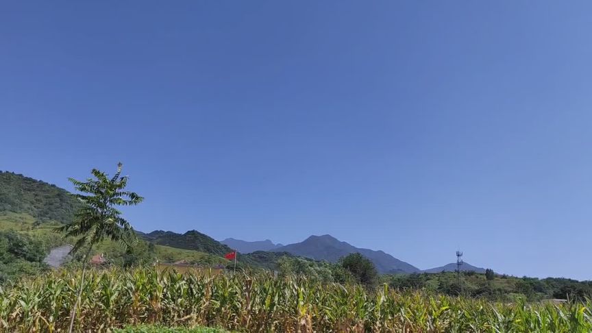 季节轮回,收货的秋!#蓝天白云绿草地