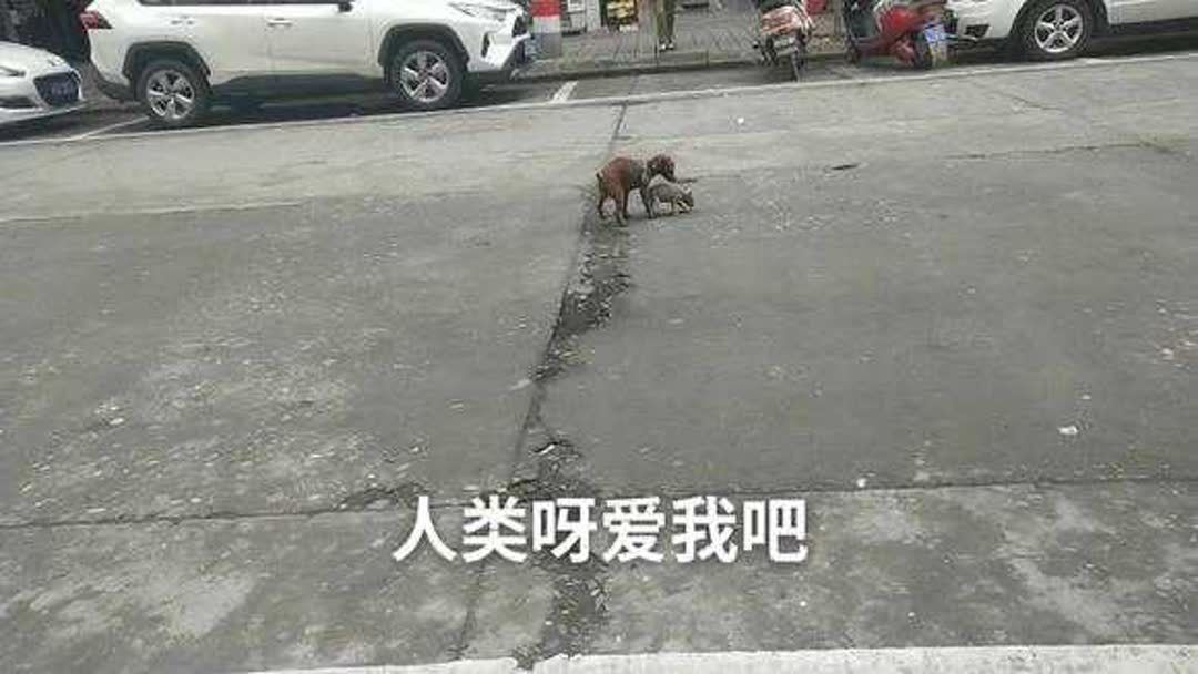 狗狗的一举一动,都是满满的爱