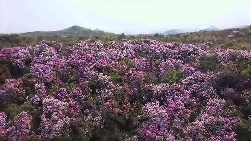 【90秒看贵州 | 毕节市百里杜鹃管理区】 聚焦贵州省第十三次党代会 ...