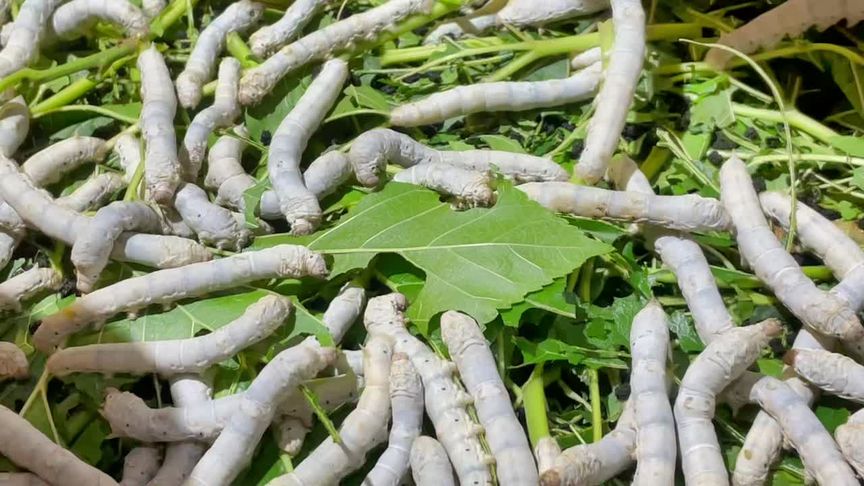 #蚕宝宝 #万物生长