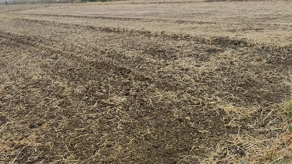 风调雨顺,小麦收完了,水稻播种完了,下两了,真给力