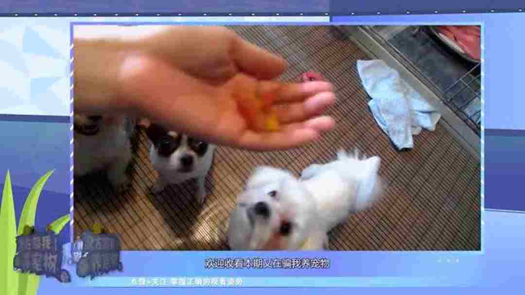 铲屎官得知道这些宠物医院的“潜规则”,一不小心就被坑