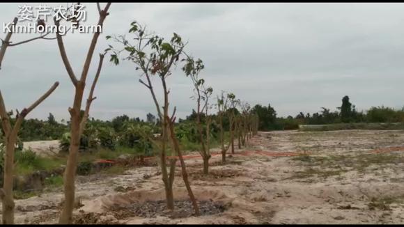 检查种植的芒果树