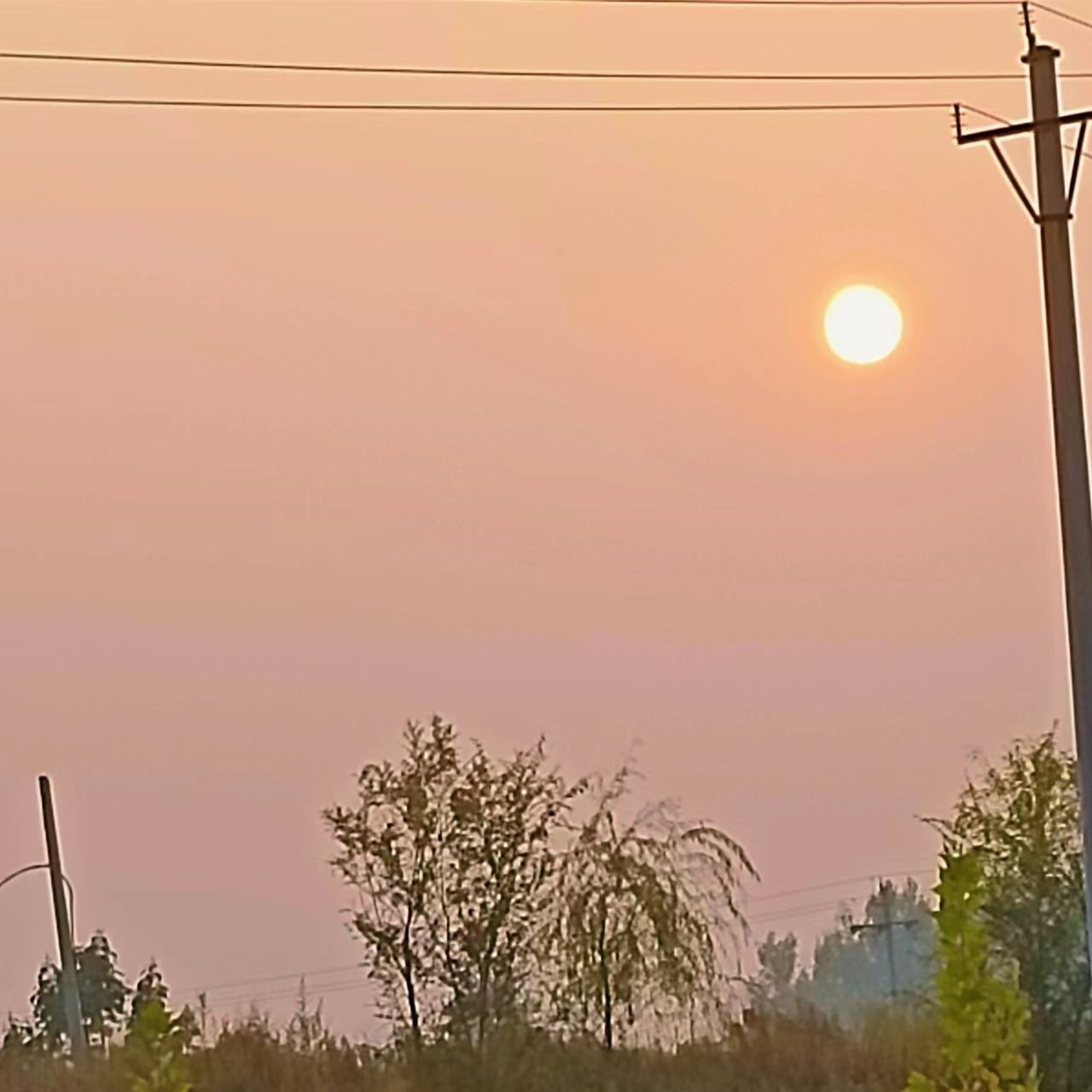 委屈巴巴的小花a 