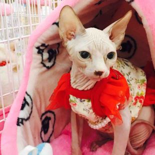 回眸一笑大萌咂 