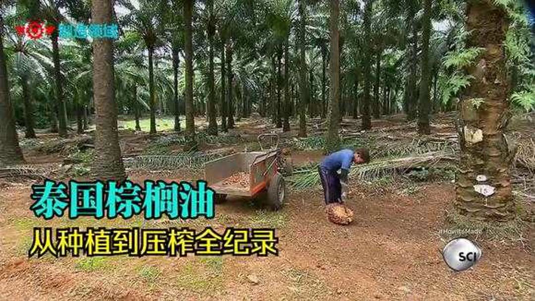 泰国棕榈油生产全过程,从选种育苗到压榨提取,看完长见识了!