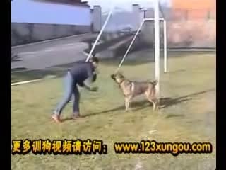 训练狗大小便 怎样训练狗狗上厕所