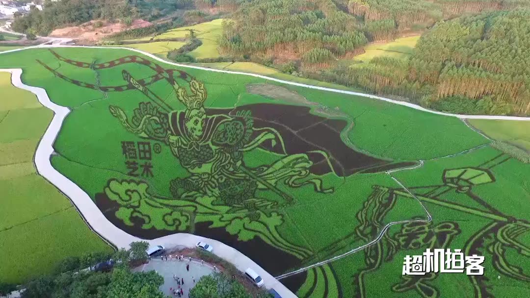 【拍客】广西美猴王稻田画