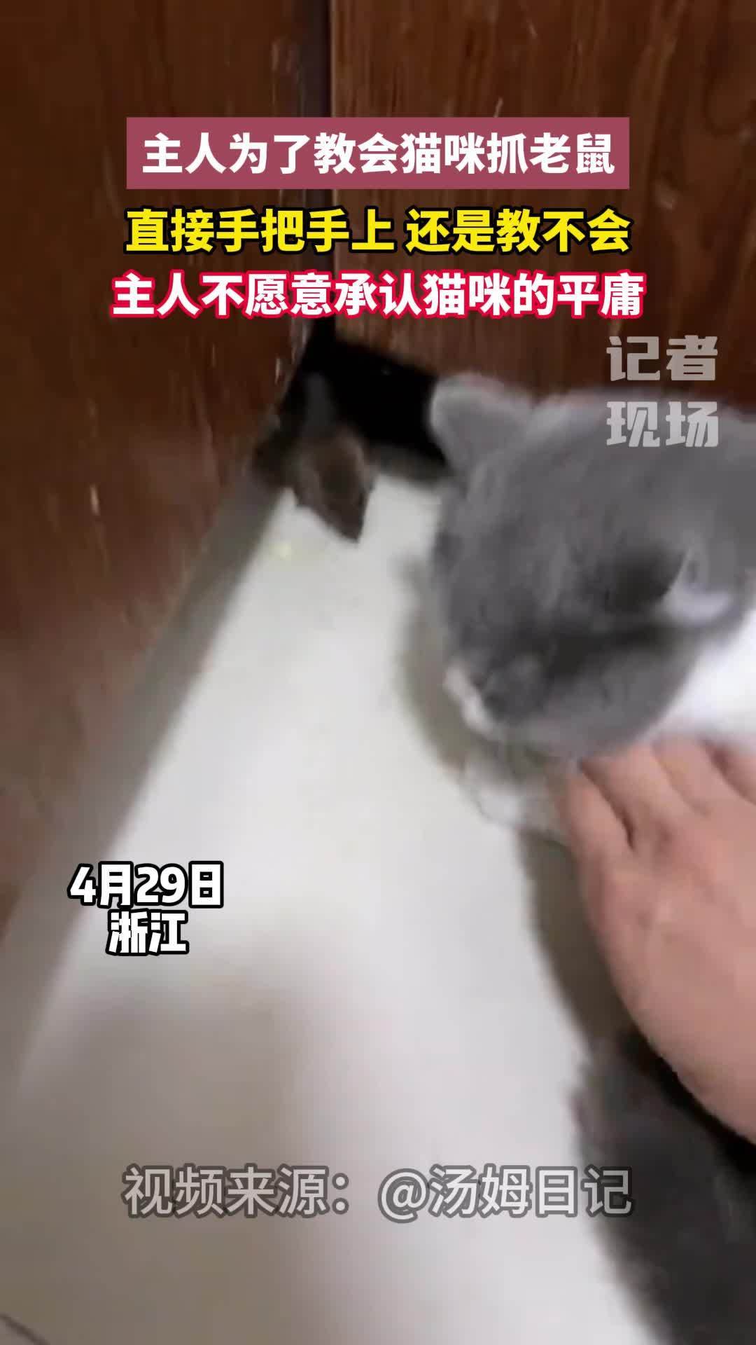 主人为了教会猫咪抓老鼠,直接手把手上还是教不会