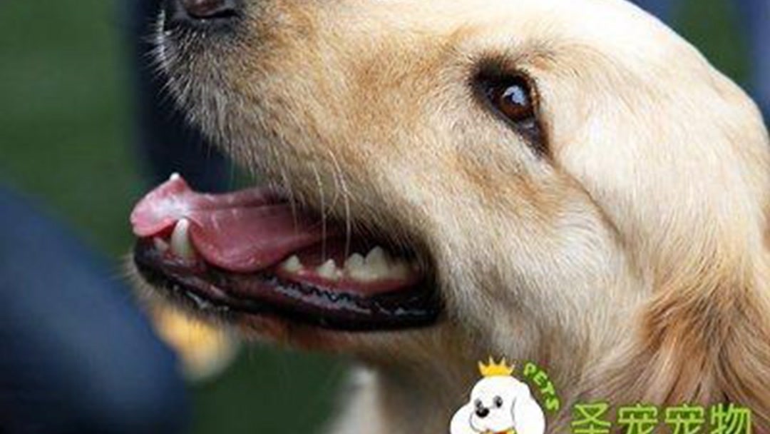 训犬师培训机构哪家可靠一些?