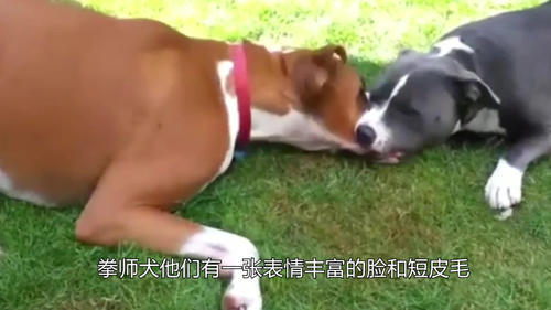 适合家养的狗狗,你喜欢哪个?