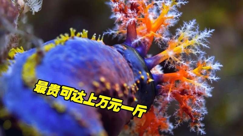 海参最高可达上万元一斤?日本人卖得贼贵,能人工养殖.