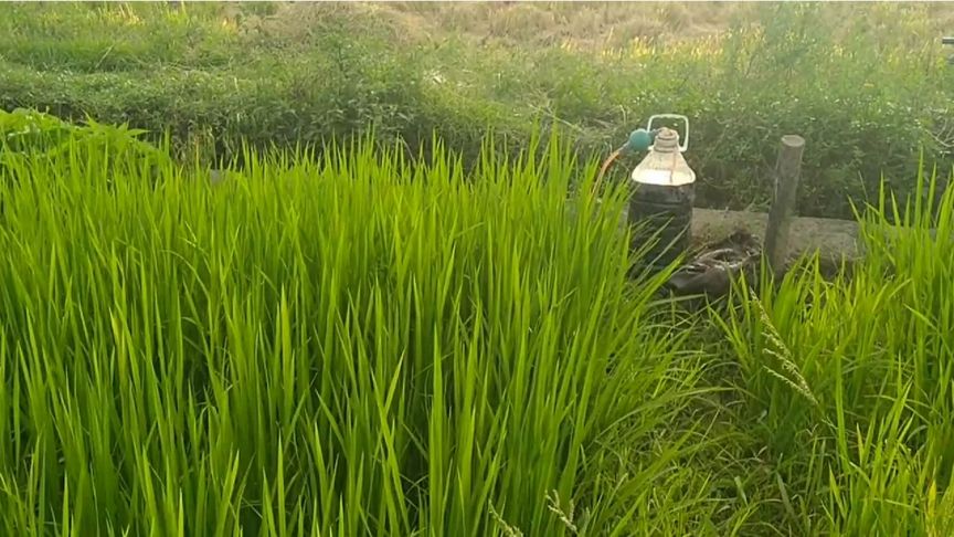 秧田的禾苗,长势差别明显,顺水冲施普通酵素和母菌,促生长