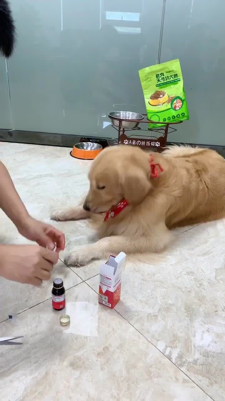 狗狗虽然不会说话,但是它会用肢体语言向你传递信息