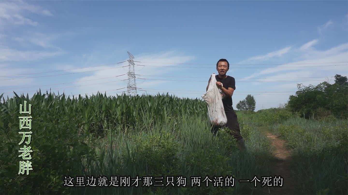 细小病毒真可怕,1夜之间1窝狗得病,3只小马犬被抛弃活埋