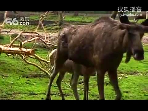热播 沃尔沃汽车公司开发避免碰撞动物的主动安全技术