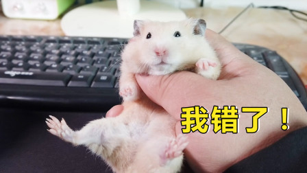 带仓鼠去上班,小仓鼠把主人的电脑弄黑屏了,被主人发现,认怂了
