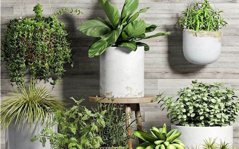 绿植室内盆栽3d模型植物摆件装饰花园饰品花卉盆景饰品3DMAX模型