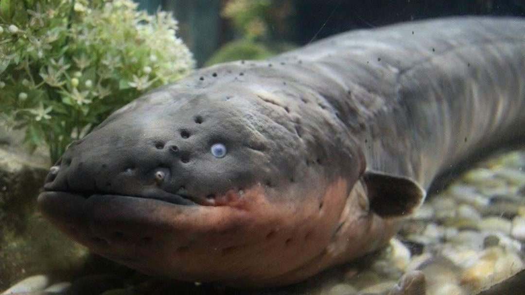 电鳗为什么会放电?揭秘电鳗的”暴徒鱼生“!