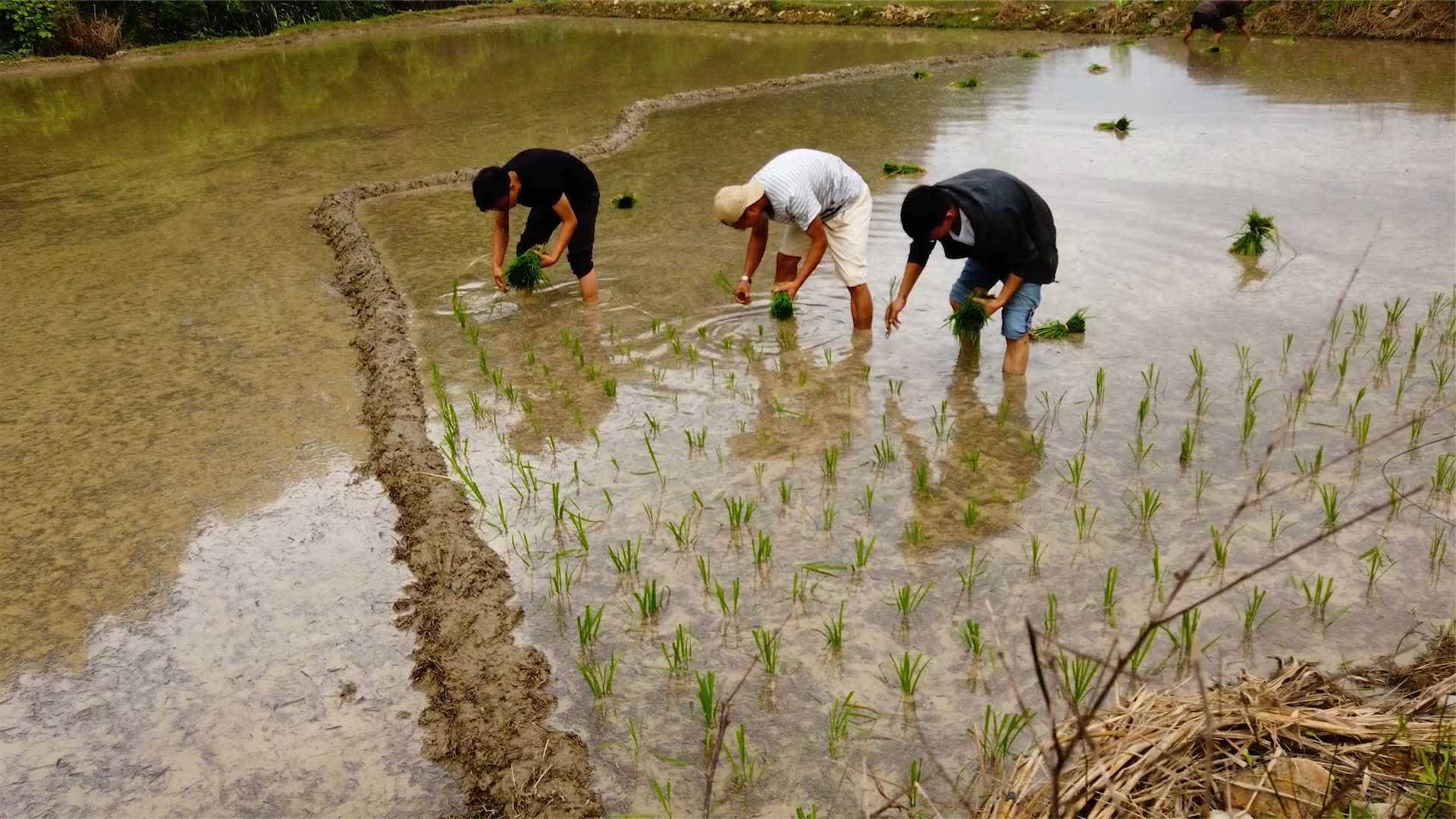 水稻的一生就是袁隆平爷爷的一生!我们是不会挨饿了,可您呢?