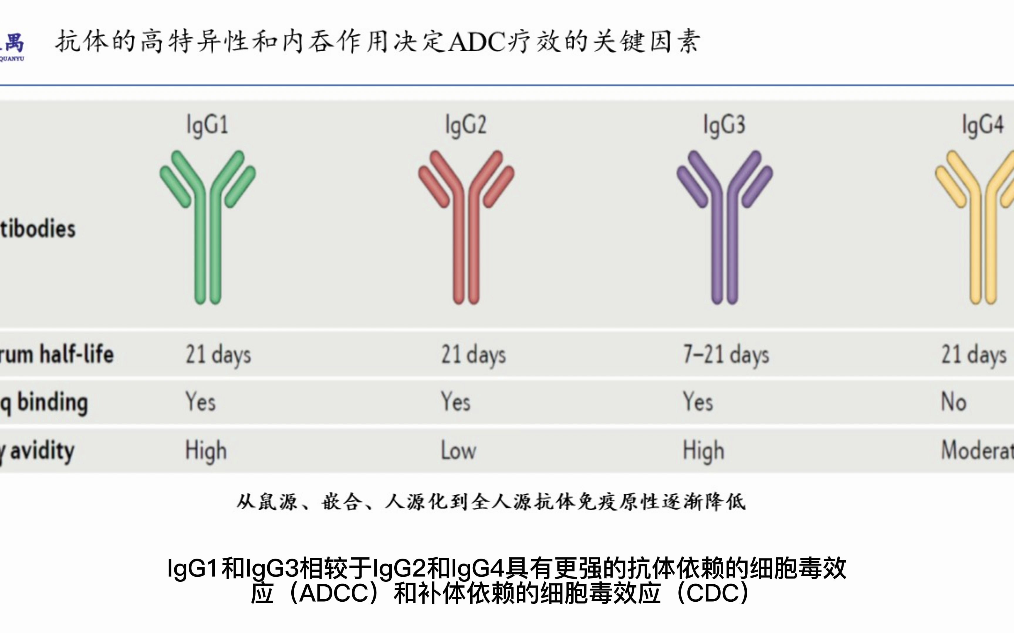 抗体偶联药物之六:抗体的高特异性和内吞作用决定疗效