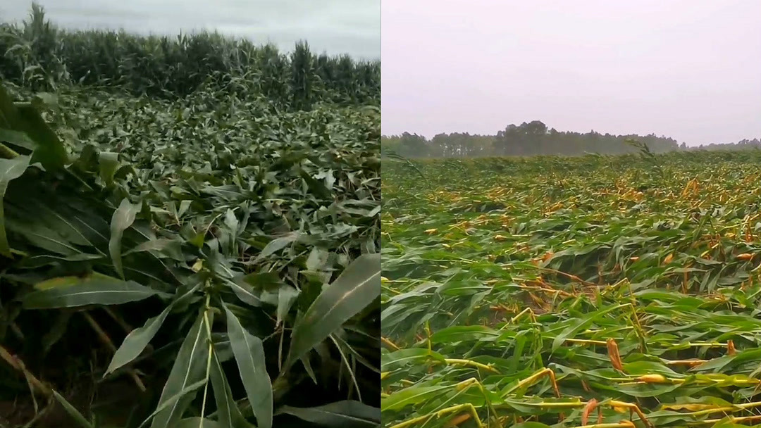 哈尔滨一高校积水严重,出入全靠皮划艇,网友:上大学先练划船