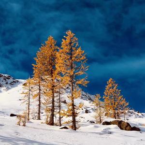 西雅图非典型码农 