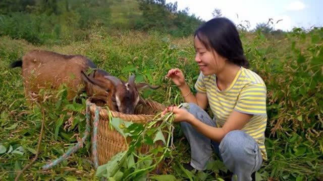 农村姑娘去放羊,在地里学起了羊叫,这声音真
