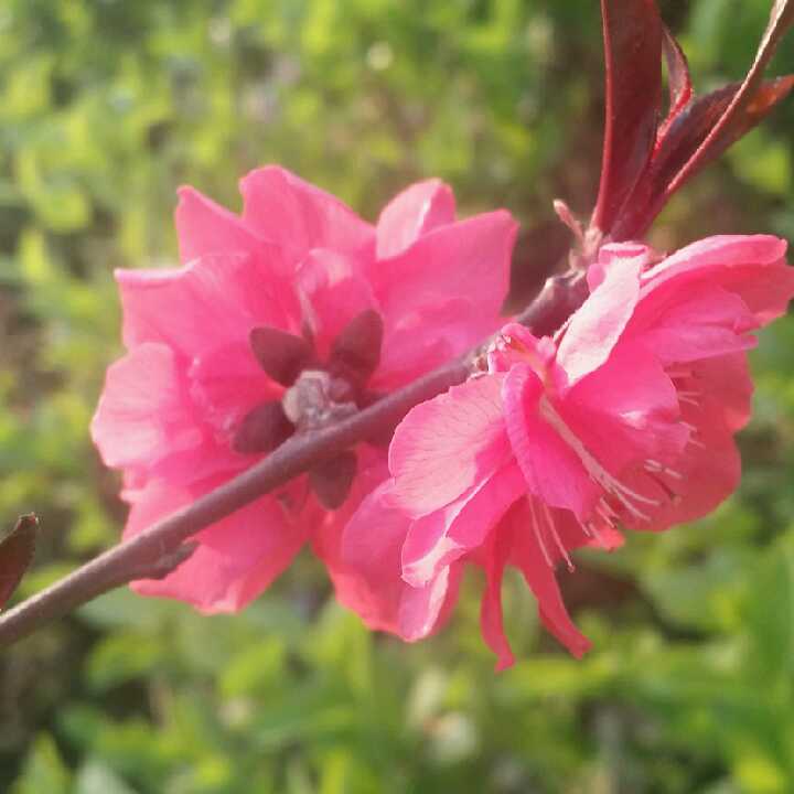 王绍晗86331 