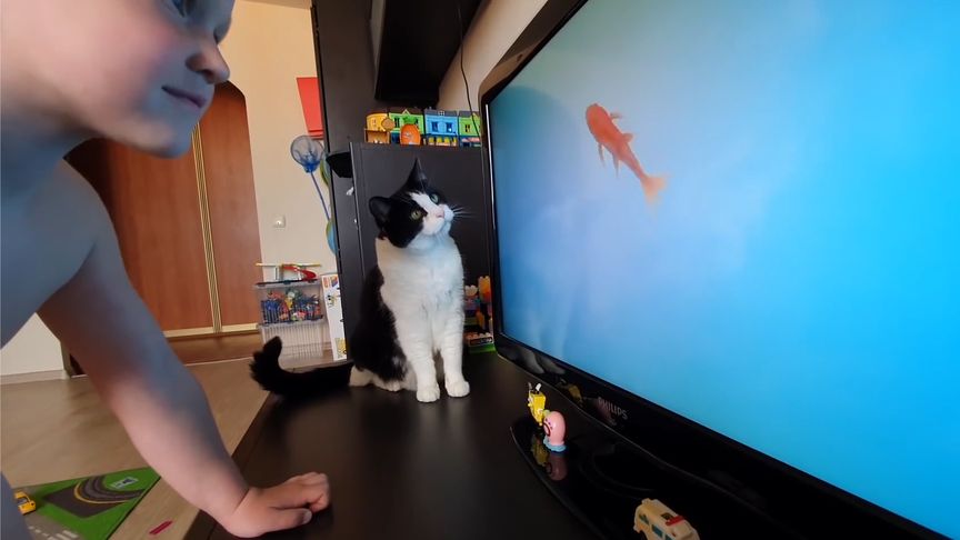 家长福音!外国高科技逗猫神器,“秒杀”各种淘气猫