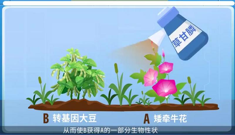 基因是怎样转的?科学家又是怎样检测转基因的?