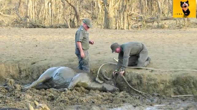 每一个生命都值得被尊敬,动物保护组织对泥潭中的水牛展开救援