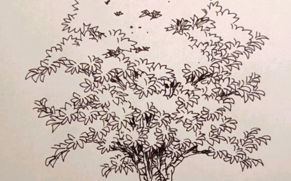 园林手绘,景观手绘植物(一)叶子树画法