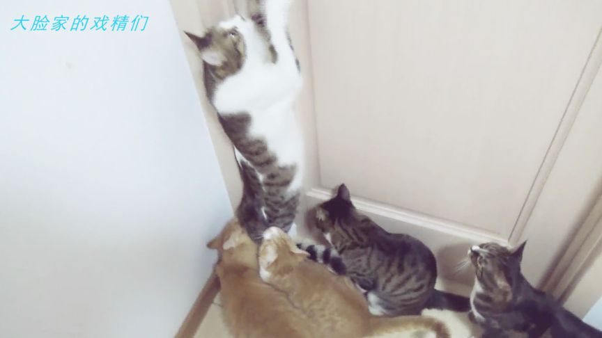 593:高楼养猫应有注意事项,三代猫的晨起烦恼是用螺丝刀拧暗锁