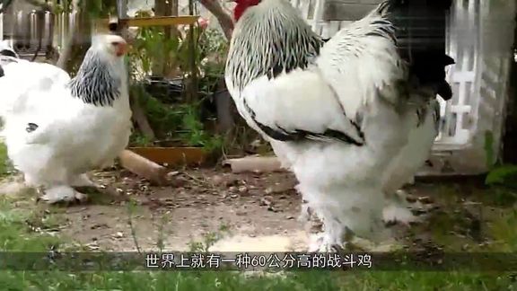 全球最大的鸡,身高60公分,一只就要上千元,还可以用来拉车