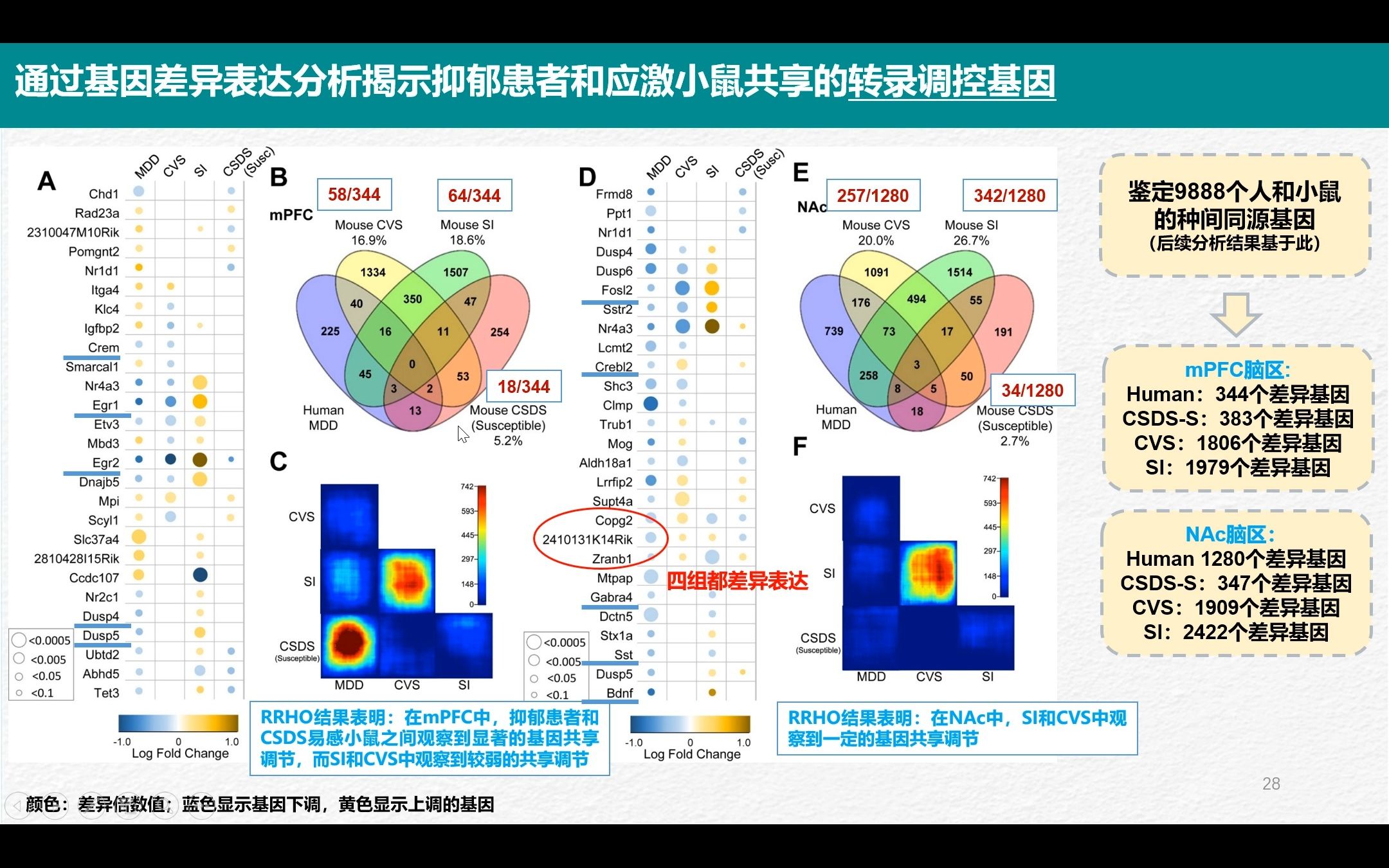 第三篇文献分享part2-通过基因差异表达分析揭示抑郁患者和应激小鼠...