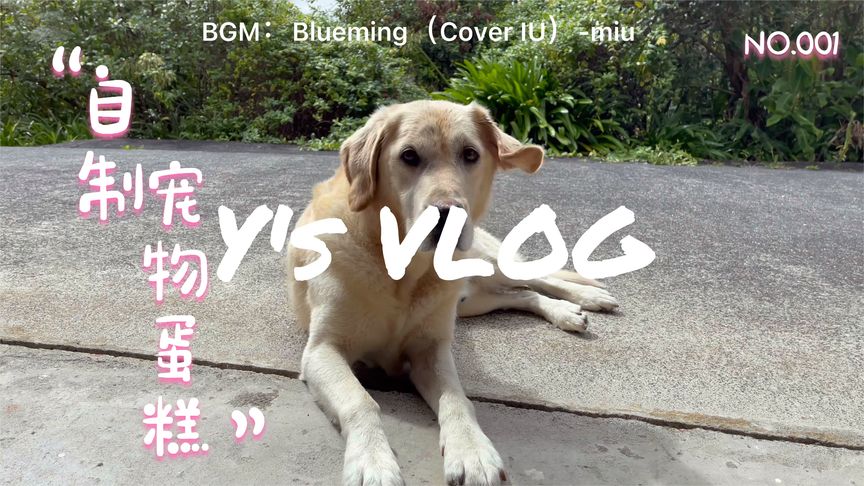 VLOG|我家狗狗7岁啦!|新西兰蛋糕要300多|自制免烤宠物蛋糕|