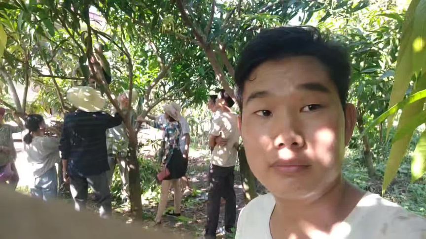 学习芒果修剪#农业种植 #生态农业 #返乡创业青年 #振兴乡村