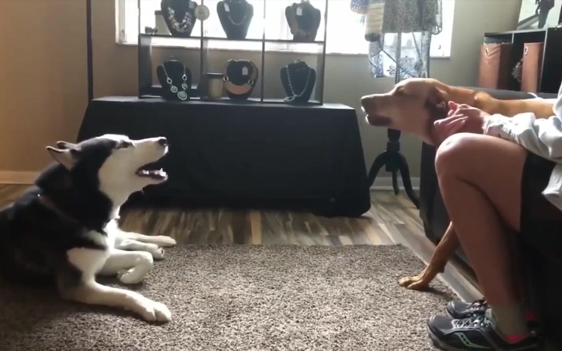 哈士奇吵架就是和别的狗不一樣,是這樣子的!