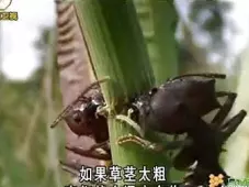 2013八年级生物上册素材:第五单元 第二章 动物的运动和行为 第三节 ...