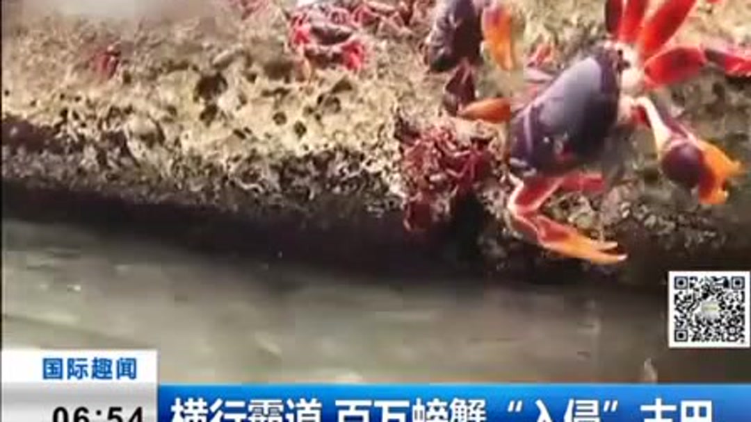 横行霸道 百万螃蟹 “入侵”古巴 新闻早